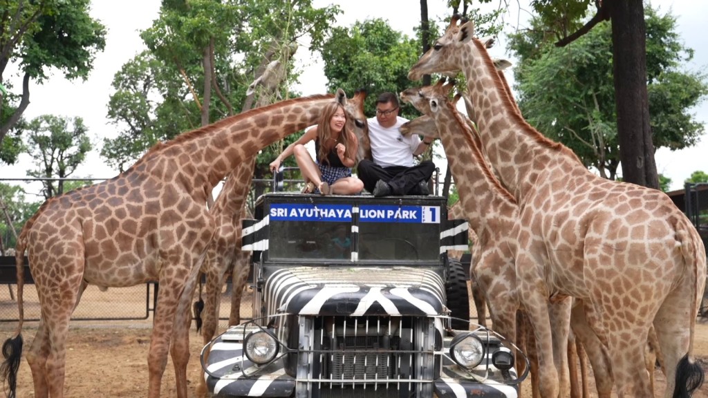 「波波」黃婧靈搵命搏同花豹合照 遭長頸鹿圍舔：以為我係紅蘿蔔 | 多倫多 | 加拿大中文新聞網 - 加拿大星島日報 Canada ...