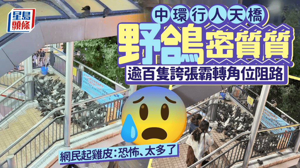 中環行人天橋野鴿密質質 逾百隻誇張霸轉角位阻路 網民起雞皮：恐怖、太多了｜Juicy叮