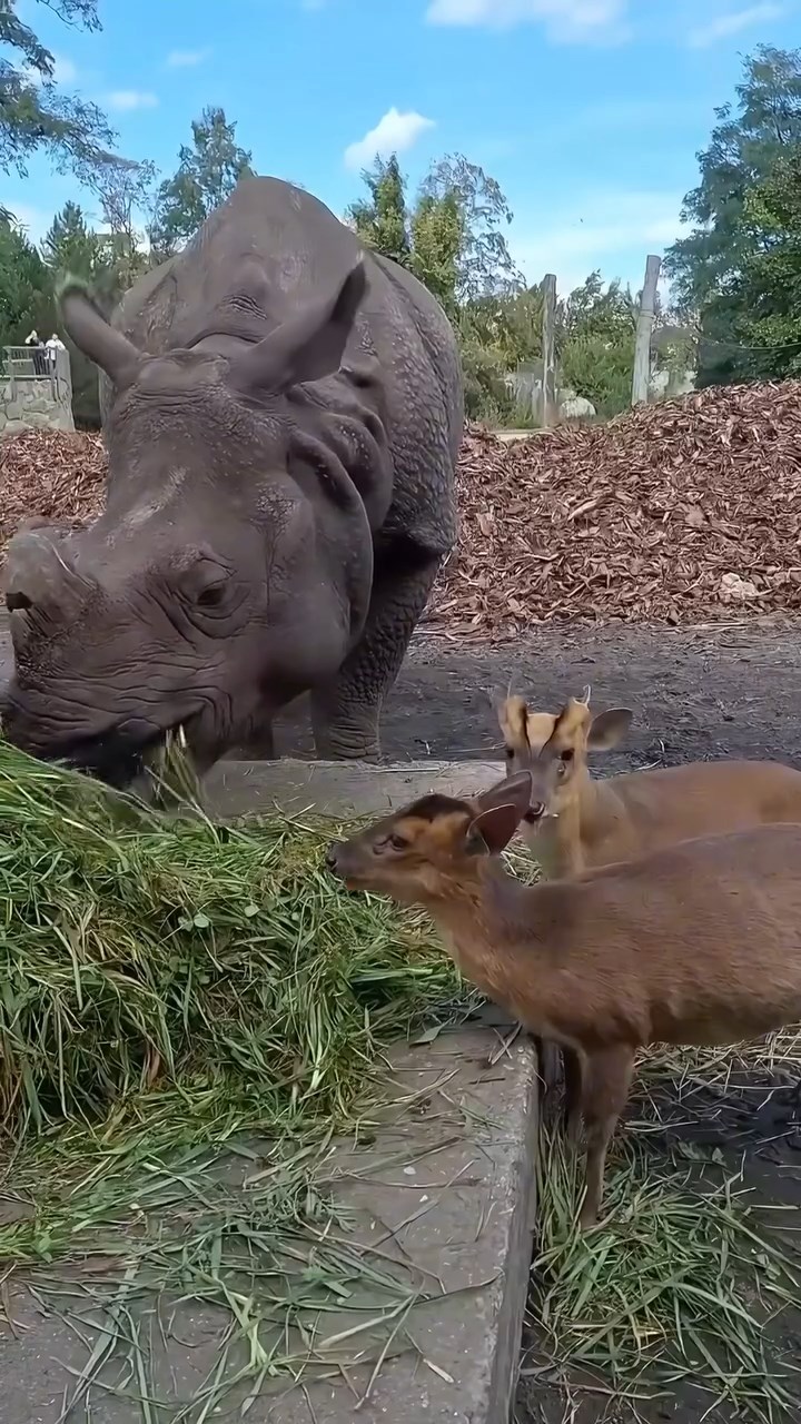 23KG山羌越級挑機1.7噸犀牛 網民：動物界「大衞與歌利亞」︱有片 | 多倫多 | 加拿大中文新聞網 - 加拿大星島日報 Canada ...