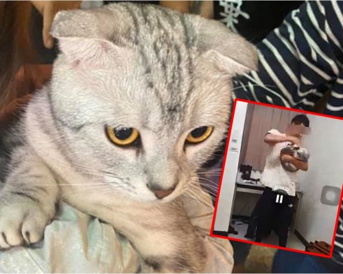 台中男虐貓狂踩 友人嬉笑拍片捱轟