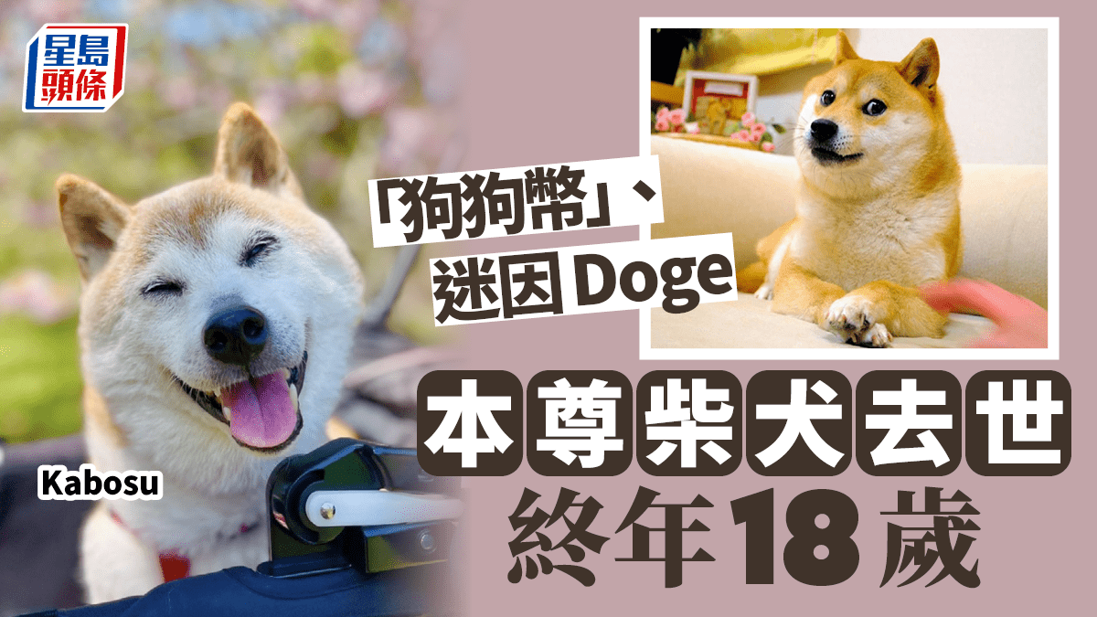 「迷因始祖」Doge本尊柴犬過世 粉絲心碎哀悼